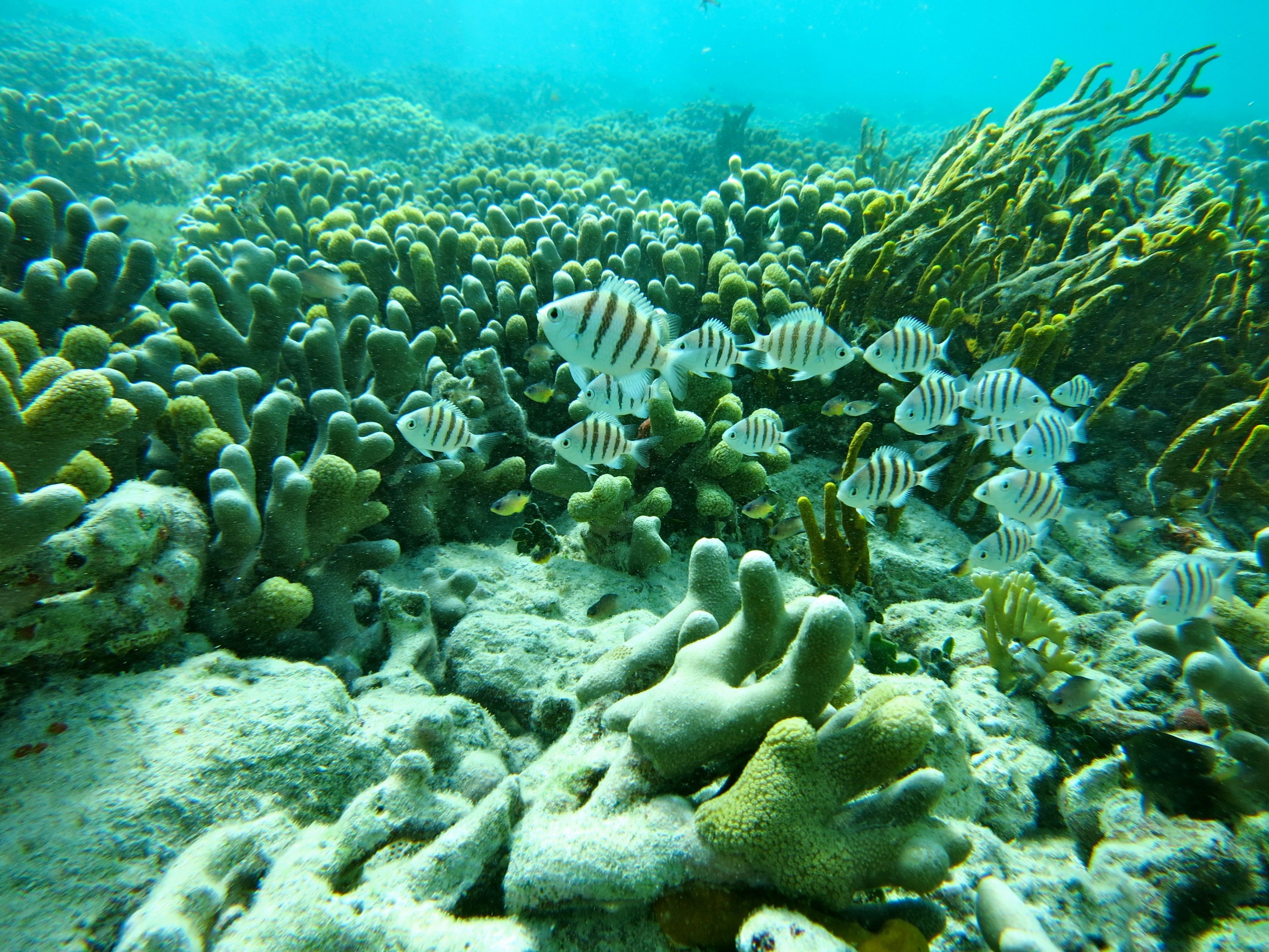 faune-marine - Guadeloupe Port Caraïbes